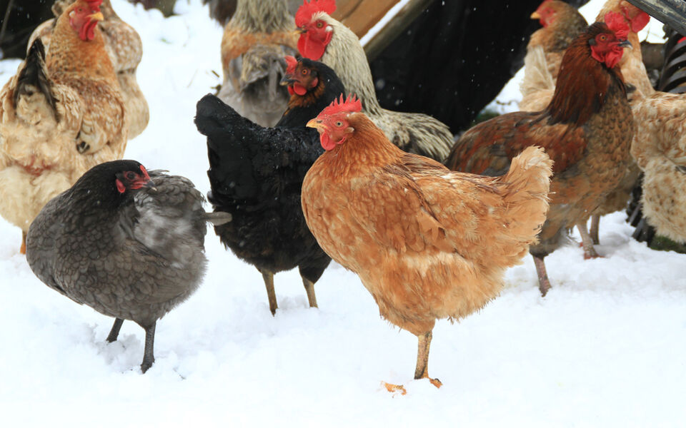 Tanner Trading - Farming & Smallholder Supplies